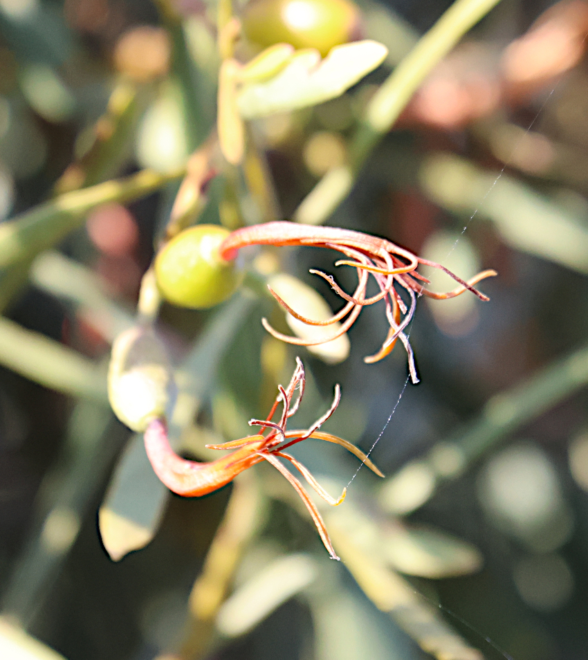 northern mistletoe from Bowra Wildlife Sanctuary--Bore Drain Track ...