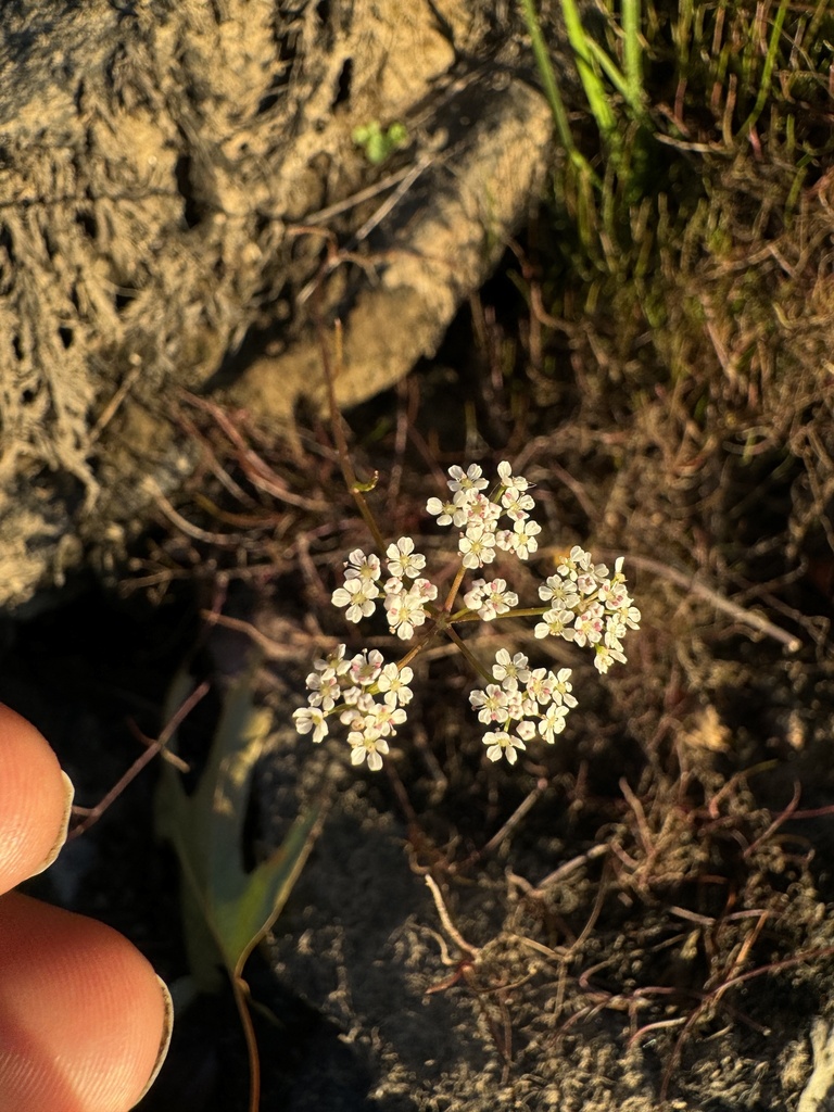 harperella in October 2023 by lillybyrd · iNaturalist