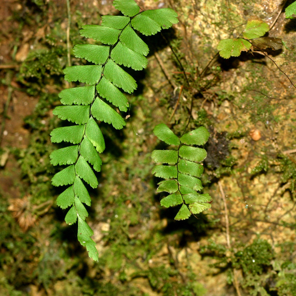 Filmy Maidenhair from Protesters Falls, Nightcap NSW 2480, Australia on ...