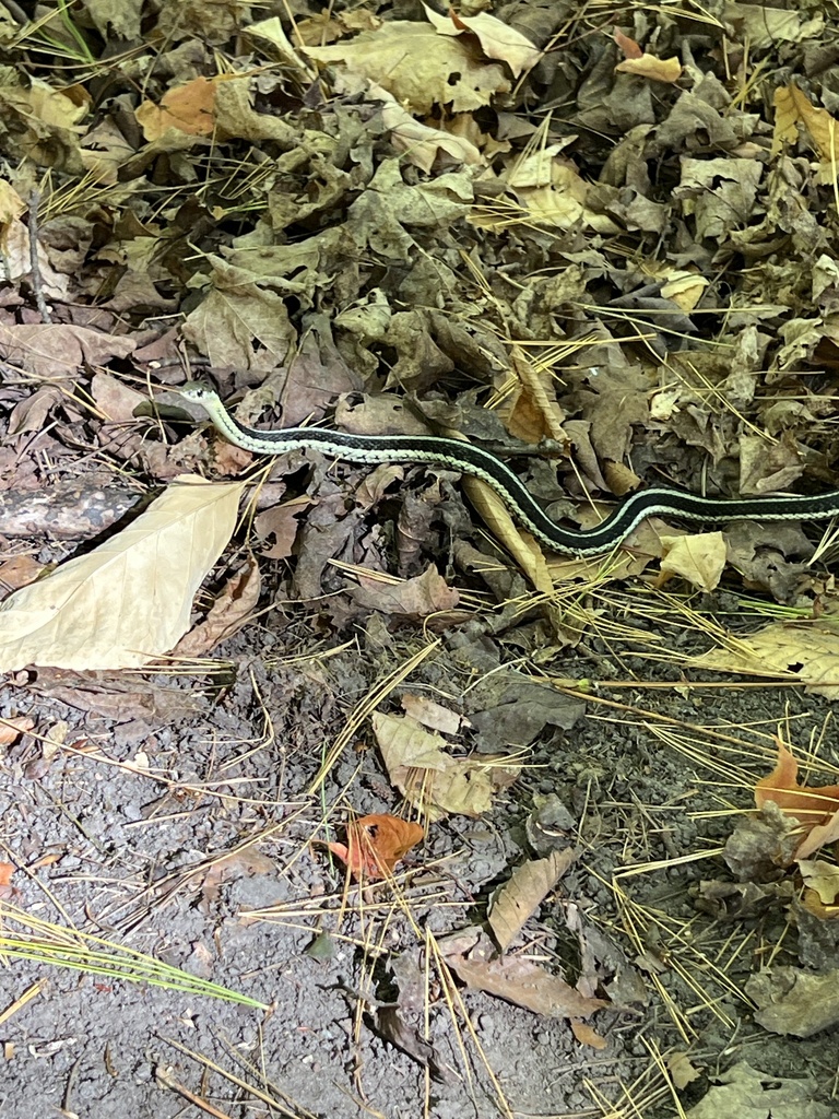 Common Garter Snake from Sturgeon Bay, WI, US on October 2, 2023 at 11: ...