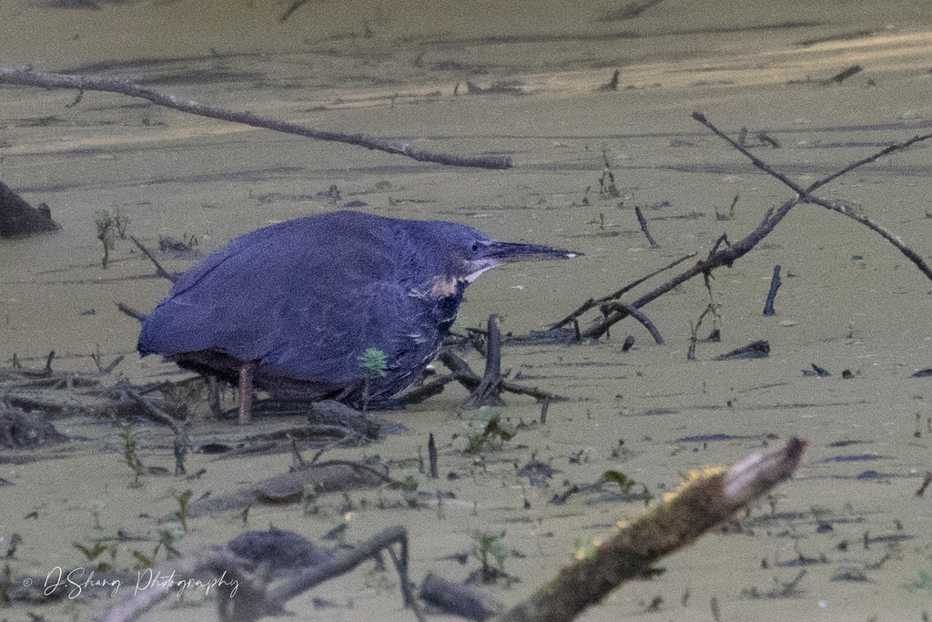 Black Bittern from Sydney NSW, Australia on October 3, 2023 at 07:55 AM ...