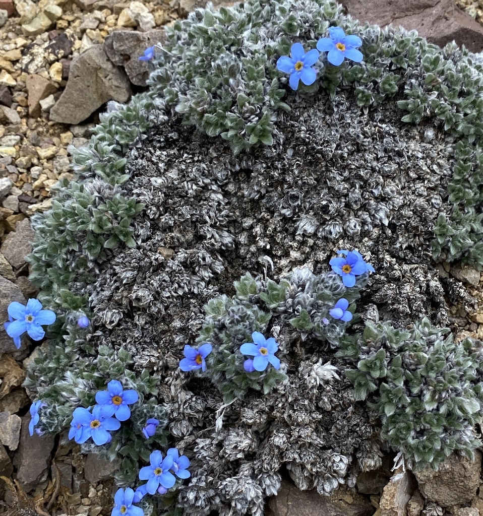 alpine forget-me-not from Denali Borough, AK, USA on June 11, 2023 at ...