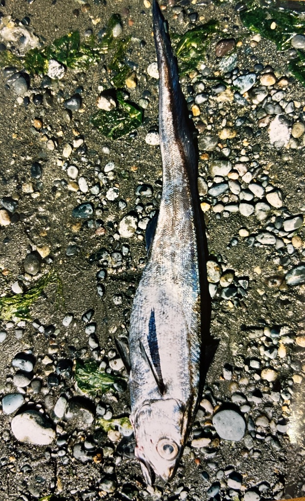 Blue Grenadier (Macruronus novaezelandiae) - Marine Life Identification