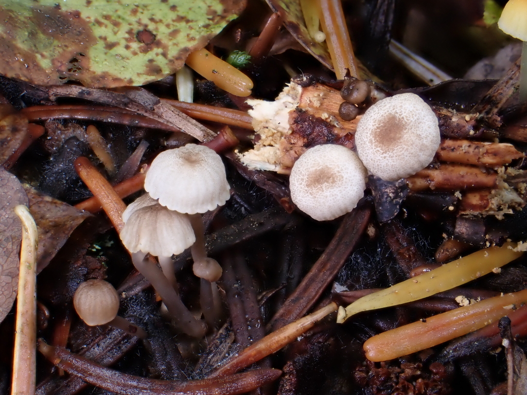mushrooms, bracket fungi, puffballs, and allies from King County, WA ...