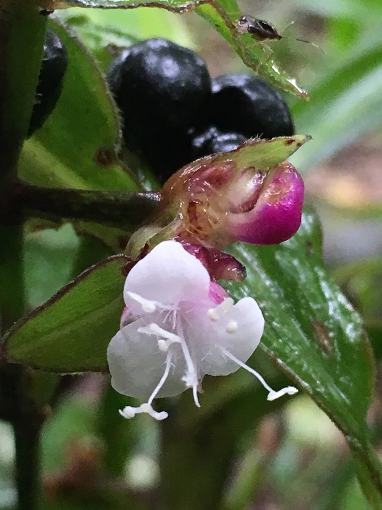 Cohitre Blanco from Pastaza Province, Ecuador on February 8, 2019 at 10 ...