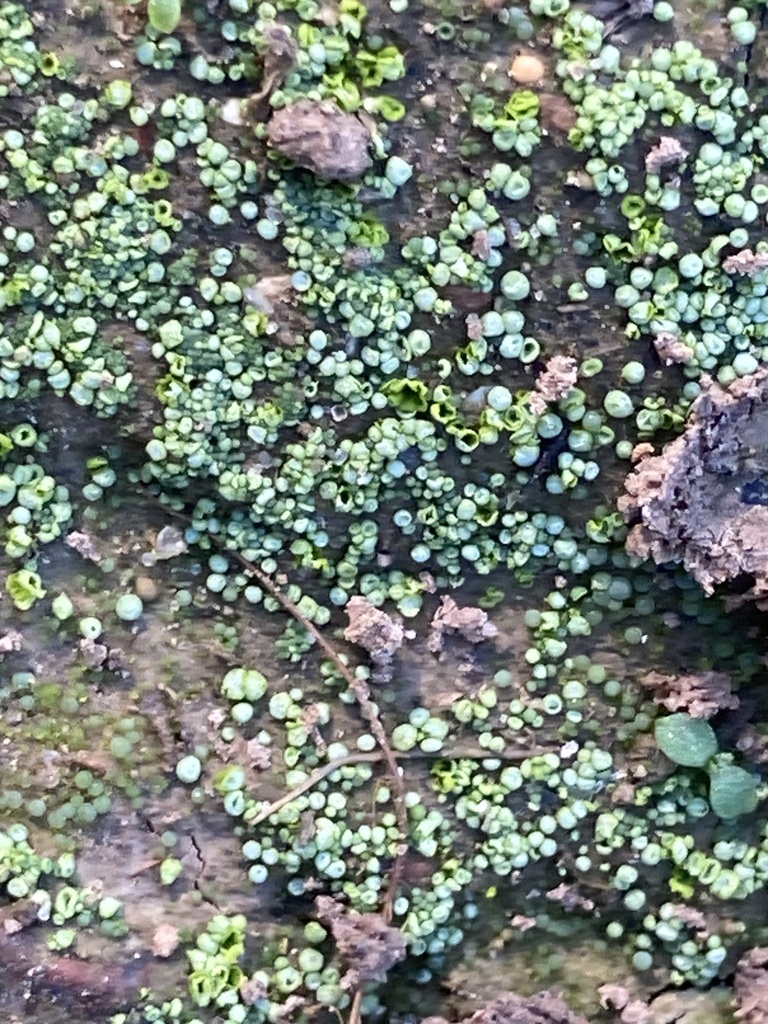 Botrydium in September 2023 by jmillicent · iNaturalist