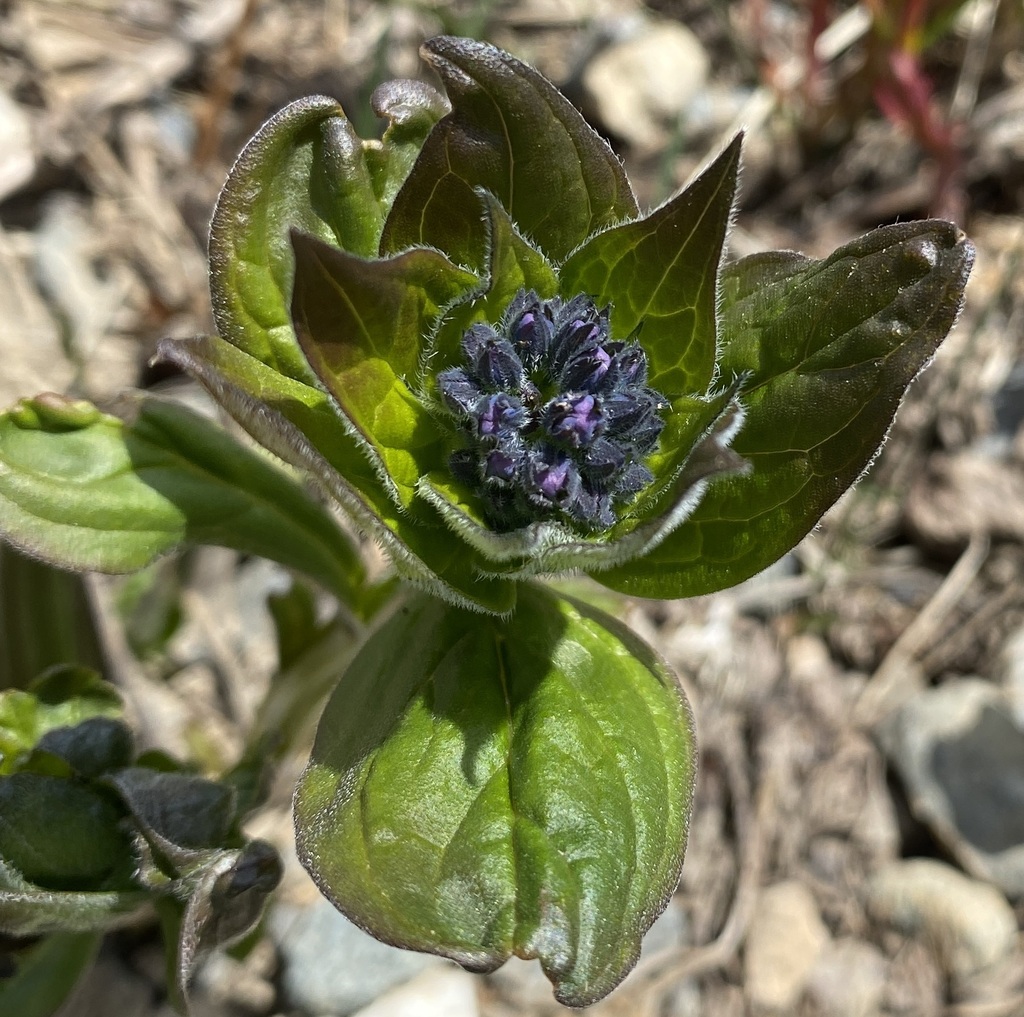 Tall Bluebell from Denali Borough, AK, USA on June 10, 2023 at 02:37 PM ...