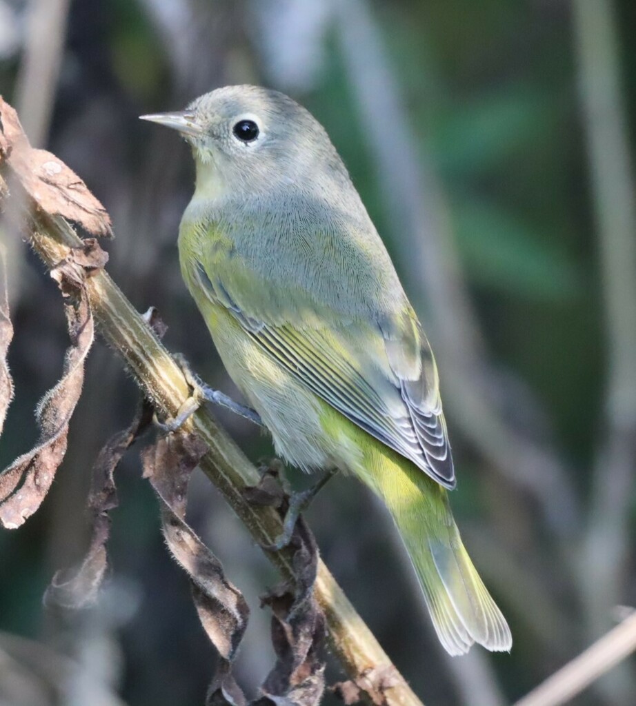 Nashville Warbler from Hastings County, ON, Canada on October 2, 2023 ...