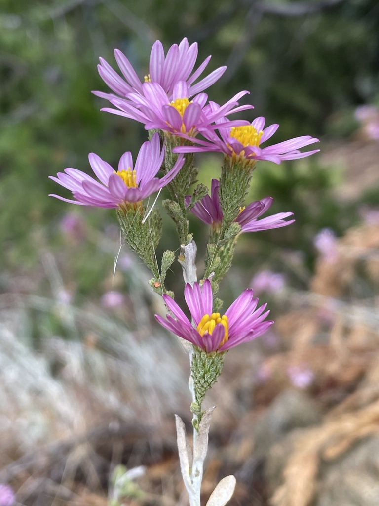 California Aster from Sierra National Forest, Oakhurst, CA, US on ...
