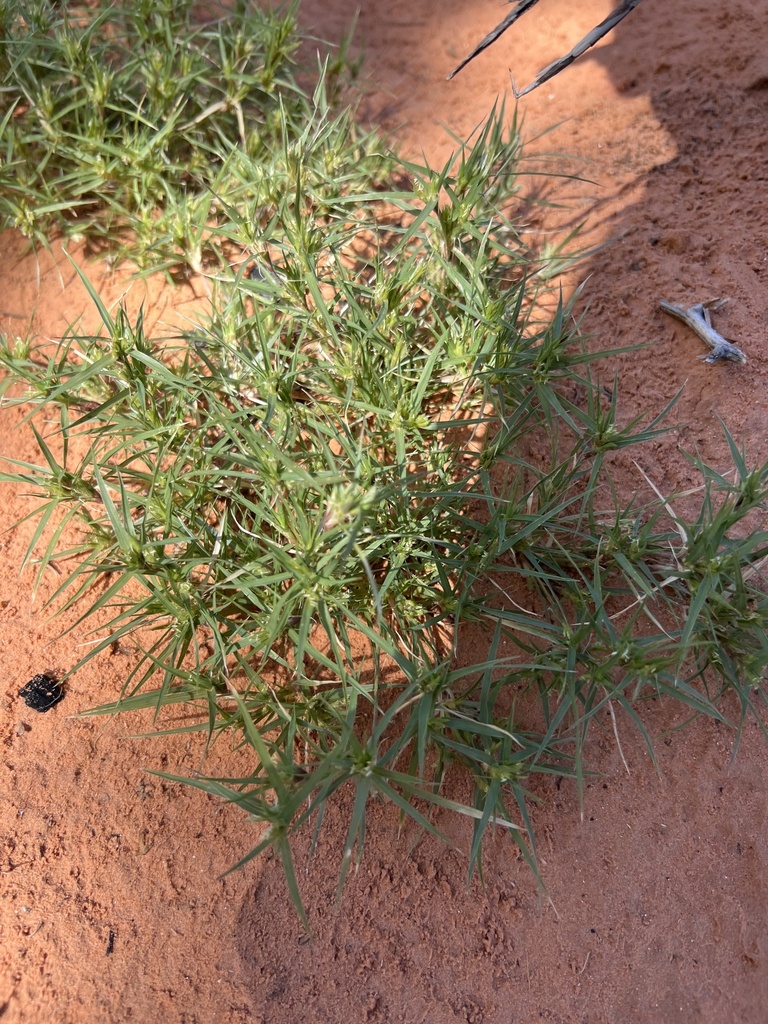 False Buffalograss from Gunlock, UT, US on October 2, 2023 at 04:37 PM ...