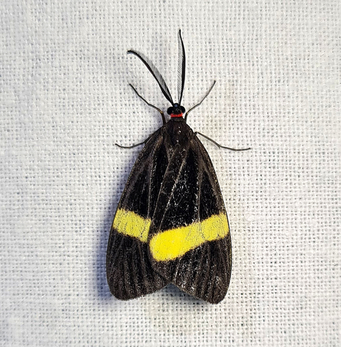 Pidorus leno · iNaturalist