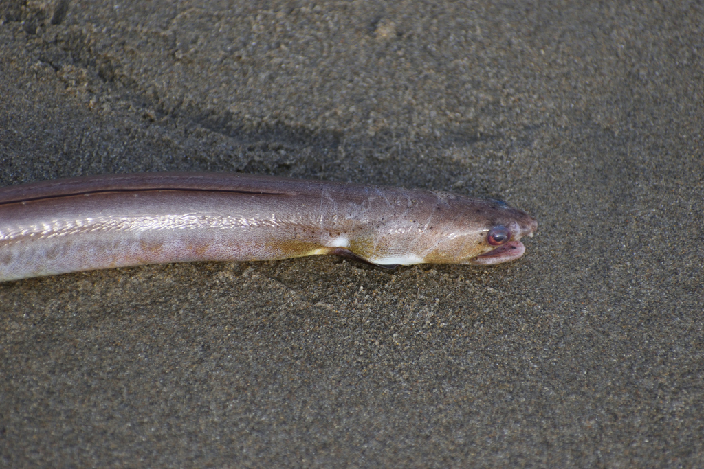 True Eels from Talara, Perú on September 20, 2023 at 04:44 PM by ...