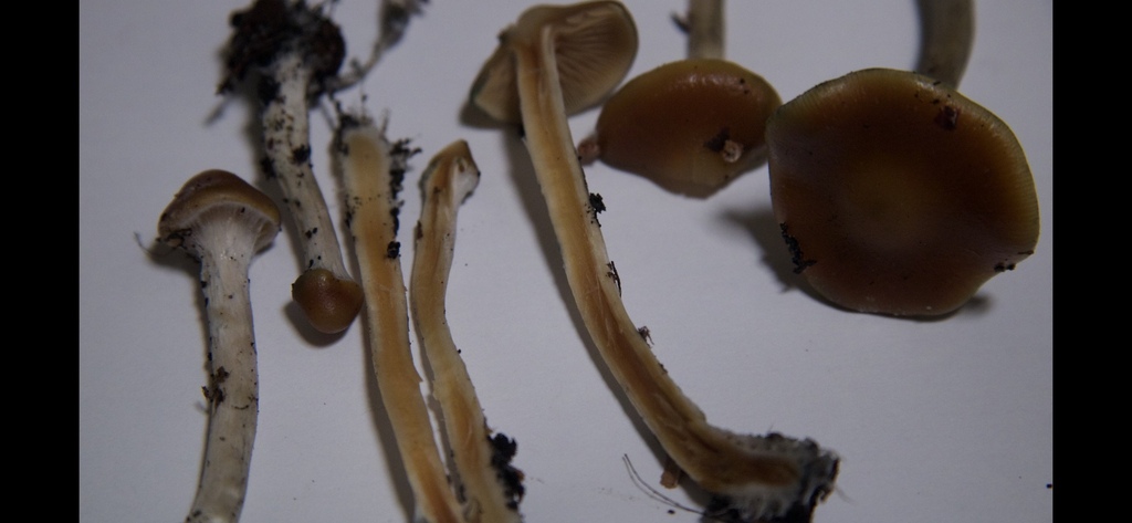 Wavy Cap in October 2023 by chaisa29 · iNaturalist