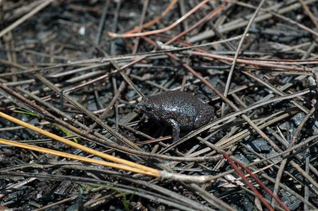 Eastern Narrow-mouthed Toad in May 2009 by Moses Michelsohn · iNaturalist