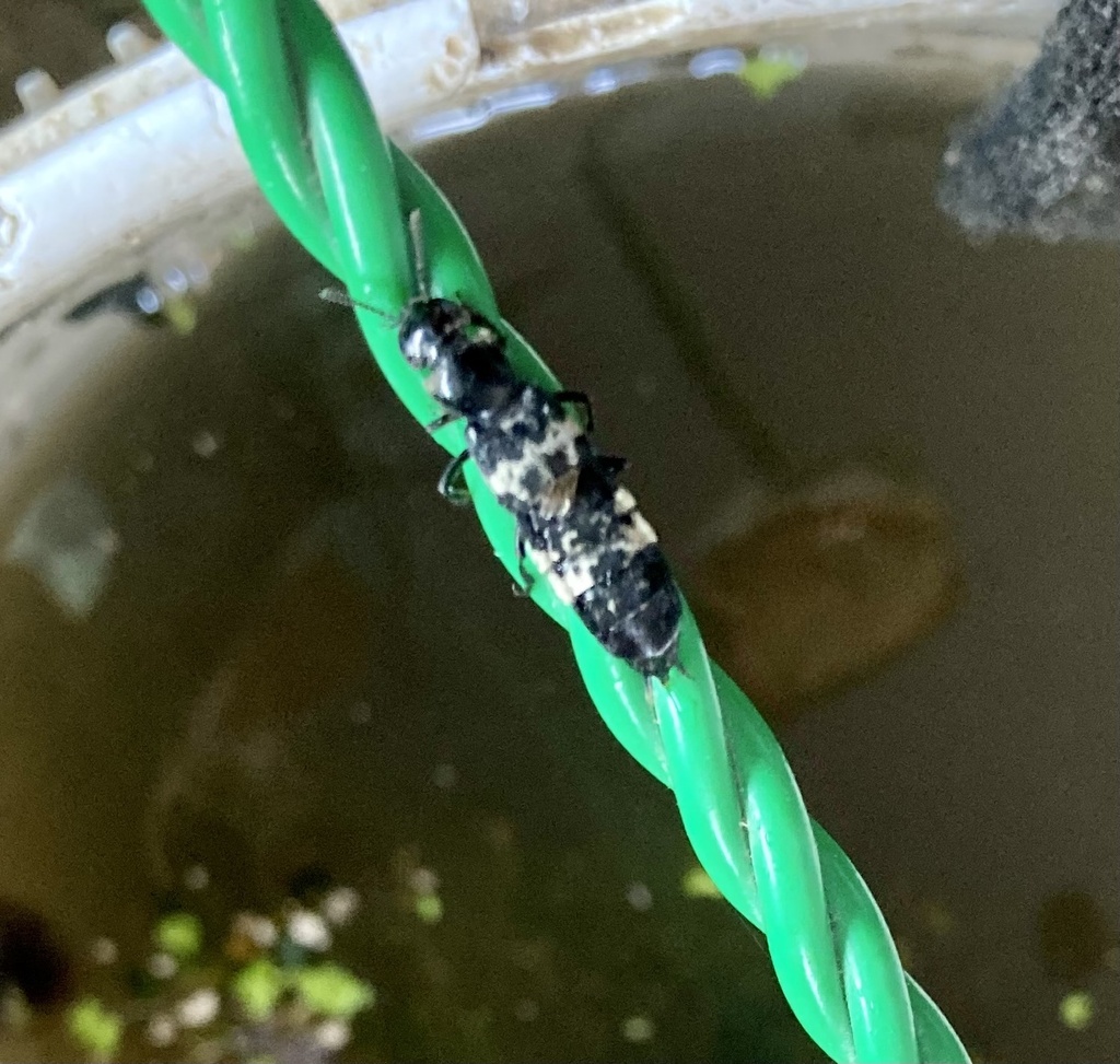hairy rove beetle from Pierce St, Omaha, NE, US on October 2, 2023 at ...
