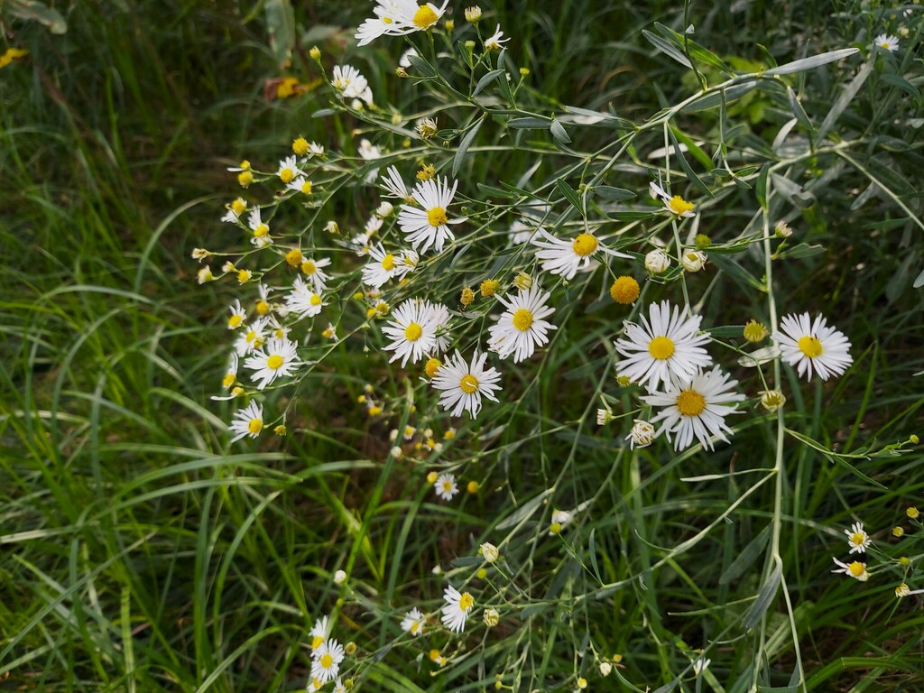 false aster from St Peter, MN 56082, USA on August 27, 2023 at 04:21 PM ...