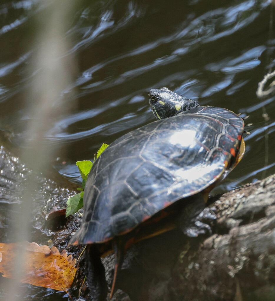 Painted Turtle from Paris Mountain State Park, 2401 State Park Rd ...
