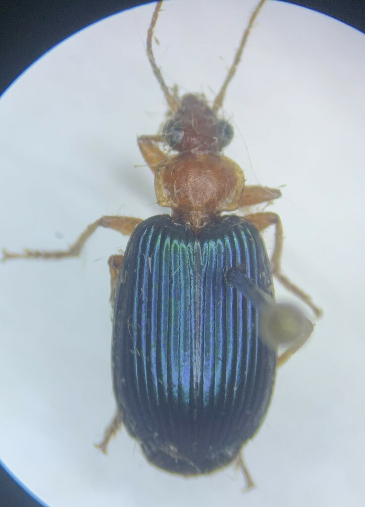 Large Foliage Ground Beetle from Allegany County, MD, USA on May 29 ...