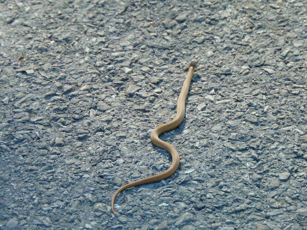 Northern Redbelly Snake from Mer Bleue, Ottawa, ON, Canada on October 2 ...