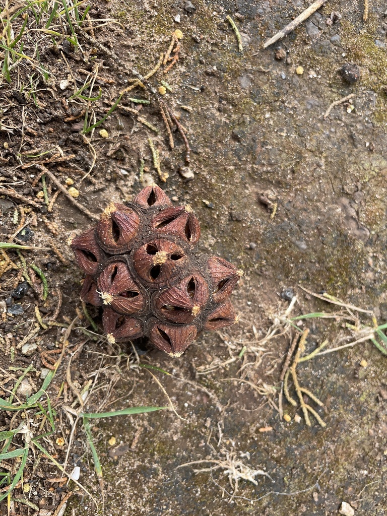 spider gum from Tasmania, East Devonport, TAS, AU on October 3, 2023 at ...