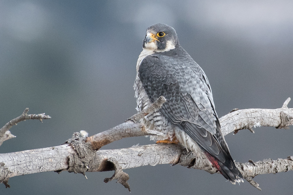 Peregrine Falcon from Red rocks vermont on March 7, 2019 at 04:12 PM by ...
