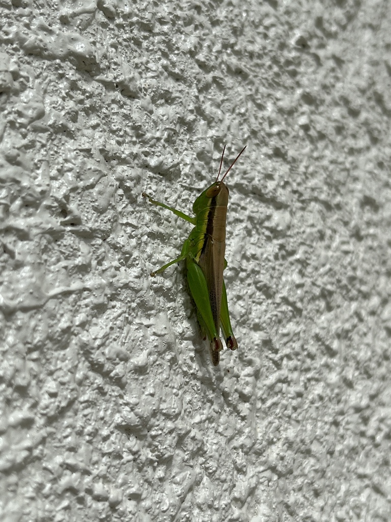 Oxya intricata in October 2023 by Nakatada Wachi. Oxya chinensis ...