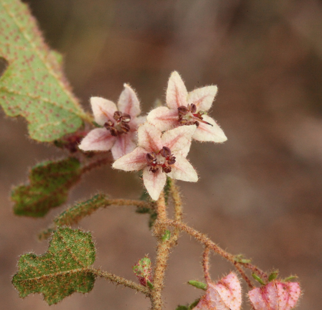 Thomasia foliosa from Cranbrook WA 6321, Australia on June 4, 2015 at ...