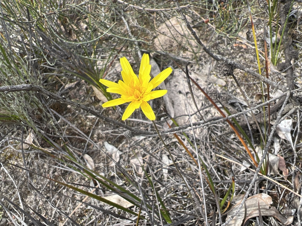 Murnong from Little Desert National Park, Little Desert, VIC, AU on ...
