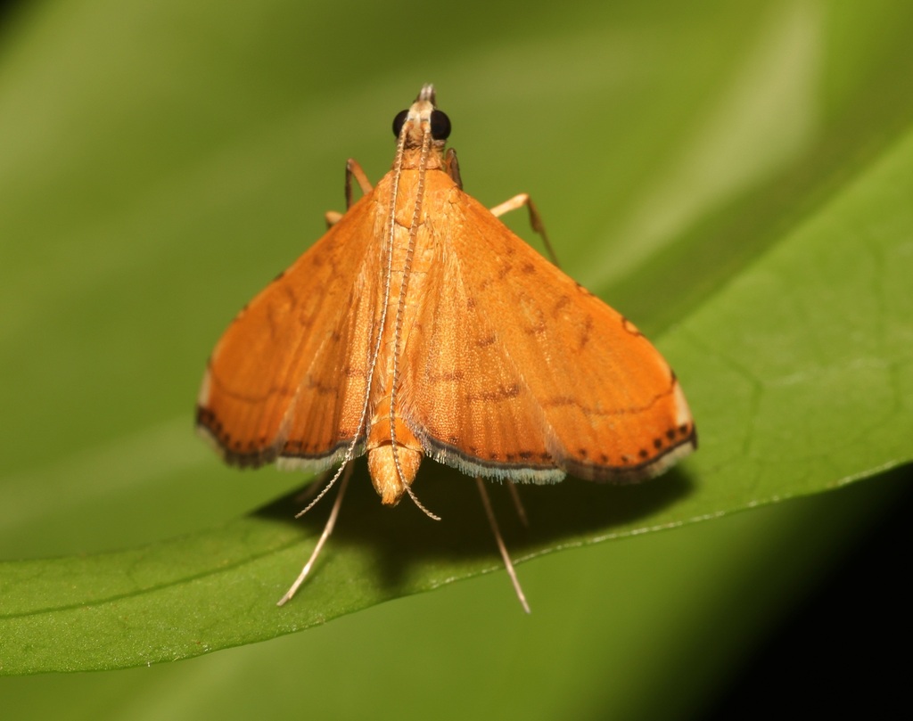 Mabra nigriscripta from Tsing Yi, Hong Kong on October 2, 2023 at 08:20 ...