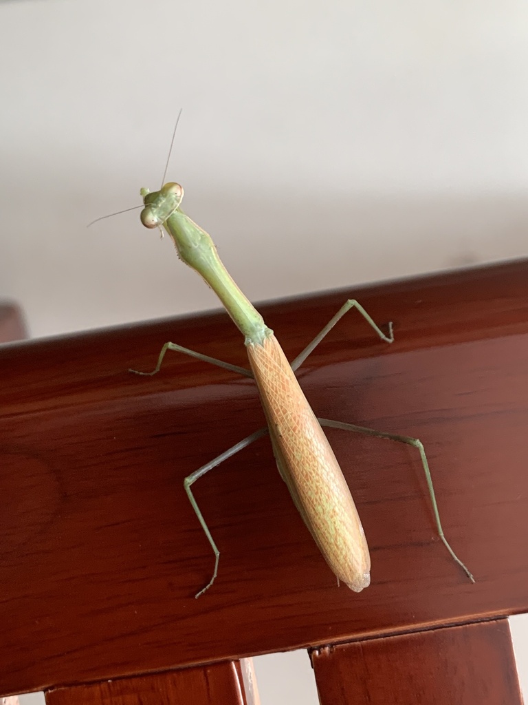 Asian Jumping Mantis from 新馨家园, 济南市, 山东省, CN on October 3, 2023 at 12: ...