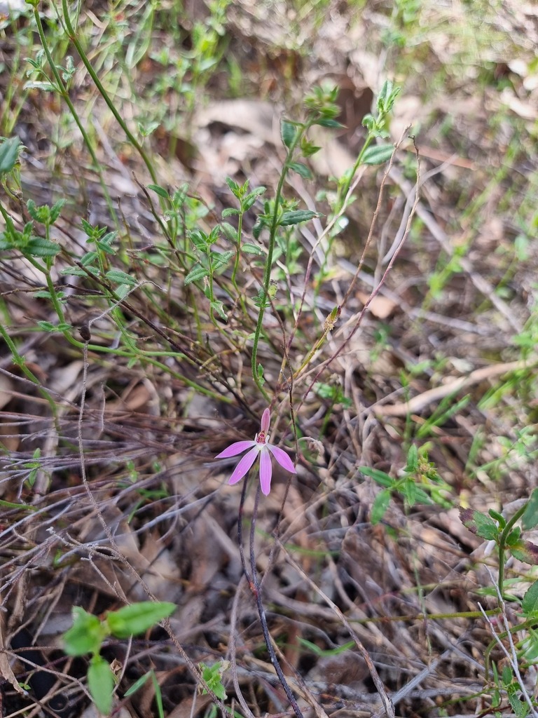 Pink Lady Fingers from Hamilton Valley NSW 2641, Australia on September ...