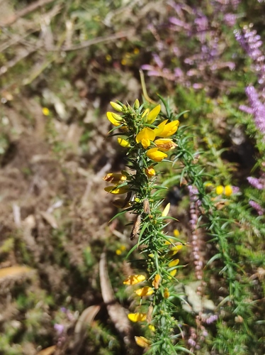 Subspecies Ulex gallii gallii · iNaturalist