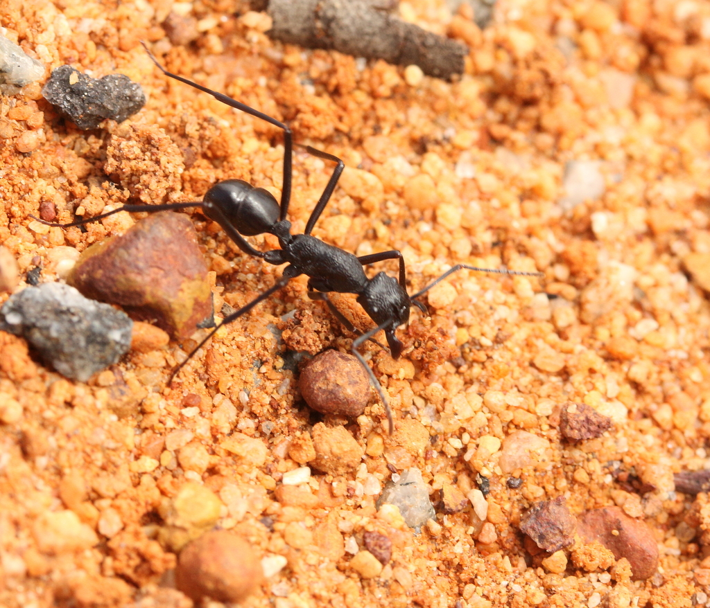 Titan Pony Ant from Mukinbudin WA 6479, Australia on September 14, 2023 ...