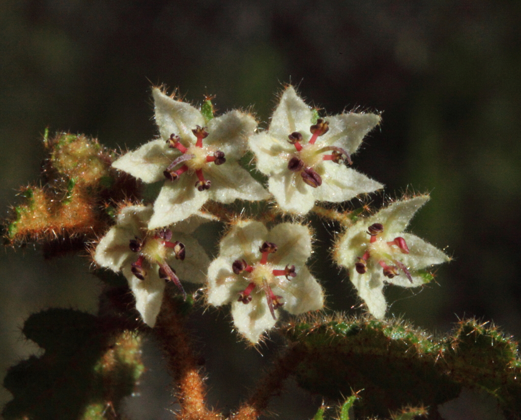 Thomasia foliosa from Ravensthorpe WA 6346, Australia on July 29, 2017 ...
