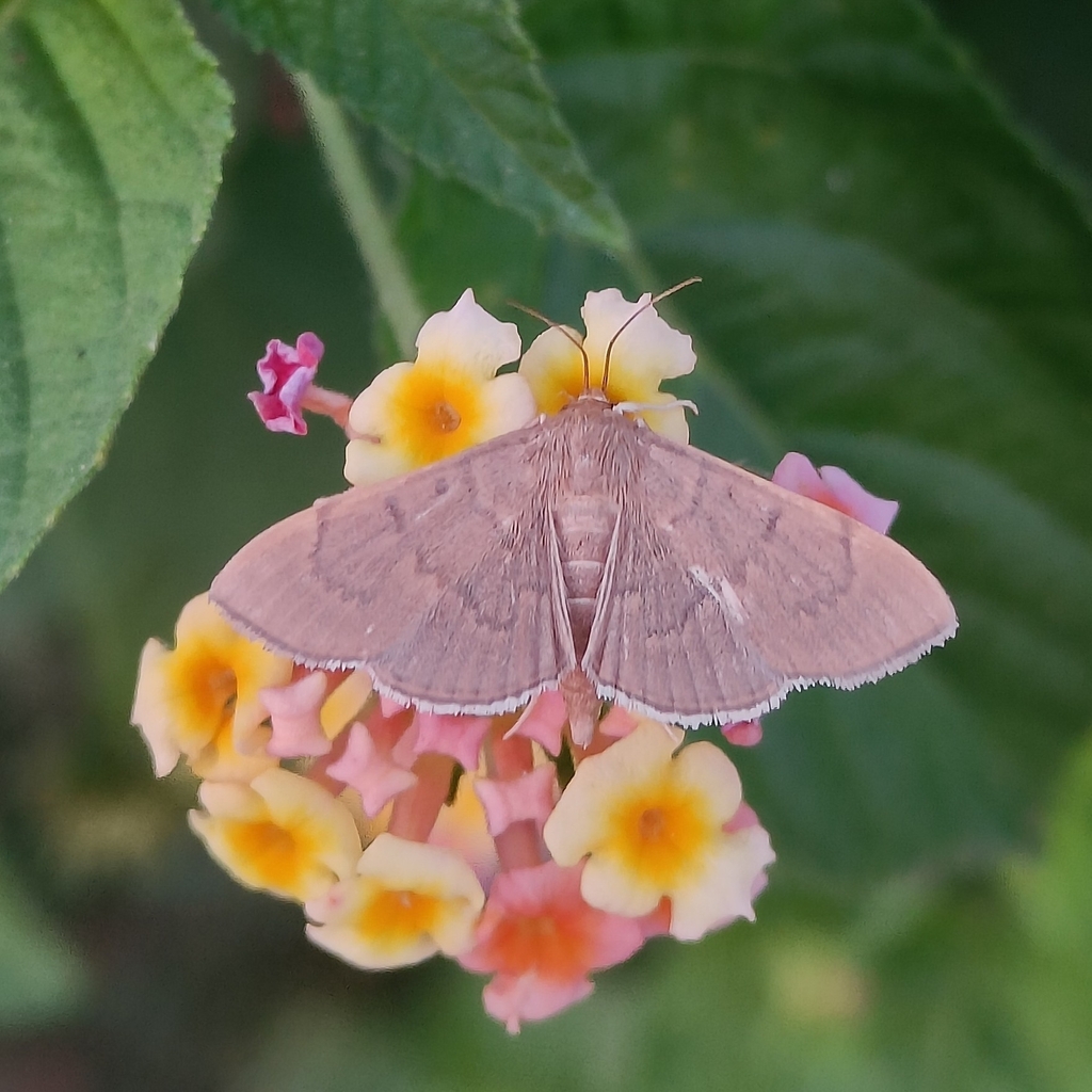 Pearl Moths from Baghpat, IN-UP, IN on October 2, 2023 at 05:49 PM by ...