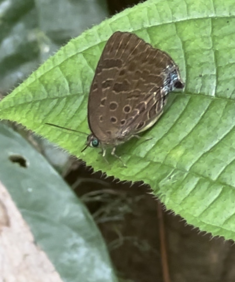 Sylhet Oakblue from Lubok Semilang, Langkawi Island, Kedah on October 2 ...