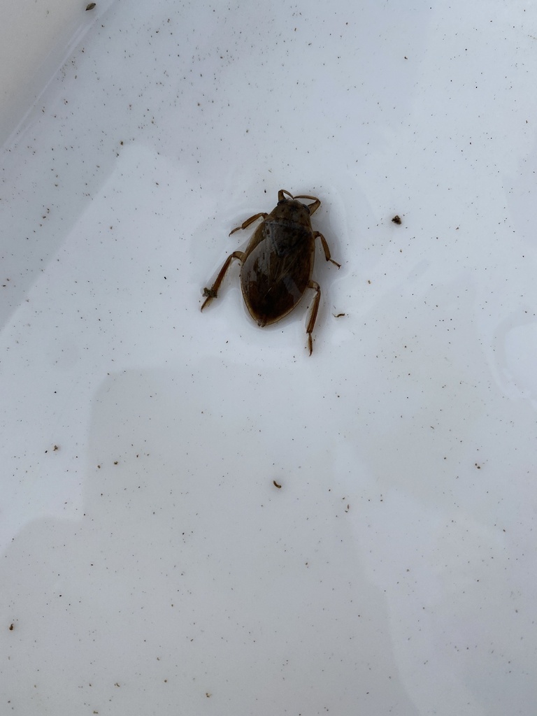 Japanese Giant Water Bug from 西三階町, 七尾市, 石川県, JP on October 3, 2023 at ...