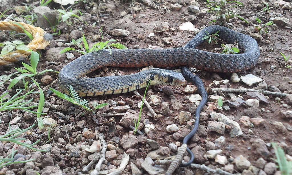Central American Indigo Snake from Cualác, Gro., México on July 19 ...