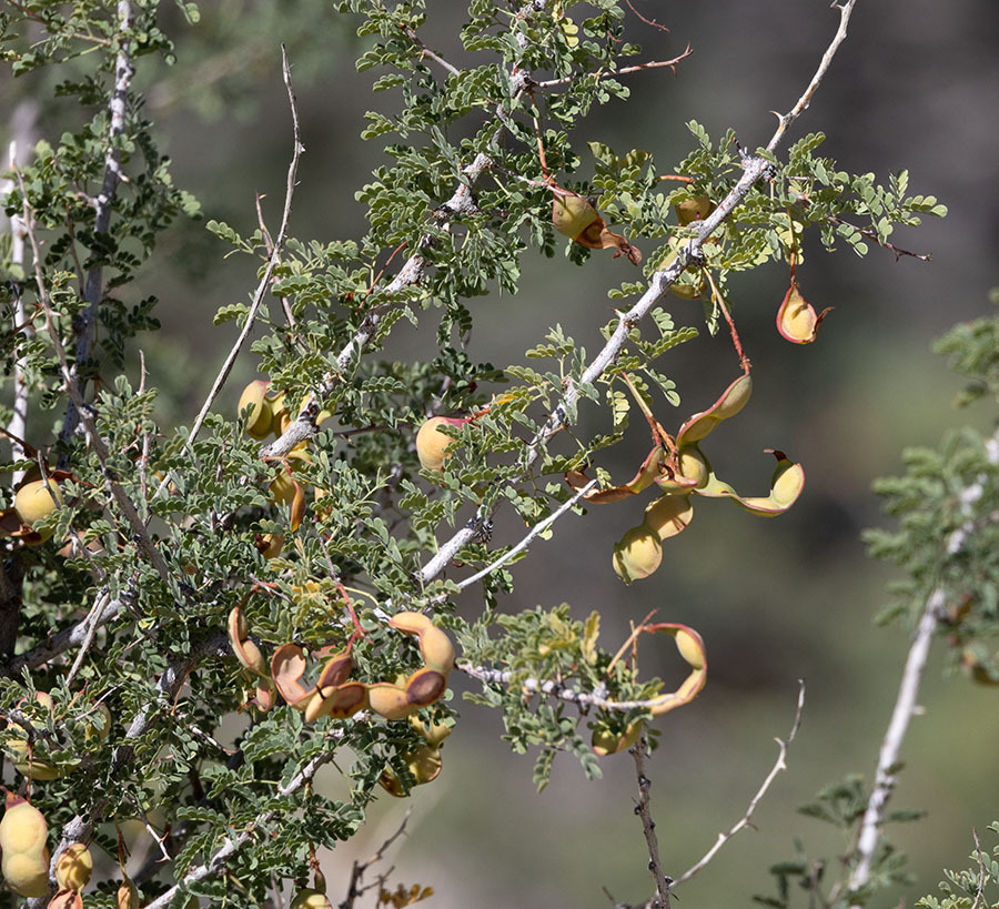 Catclaw Acacia from Barker Dam Nature Trail, Joshua Tree National Park ...