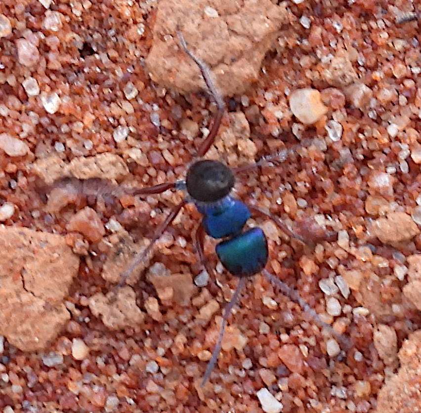 Calomyrmex from Mud spring, Eulo QLD 4491, Australia on September 29 ...