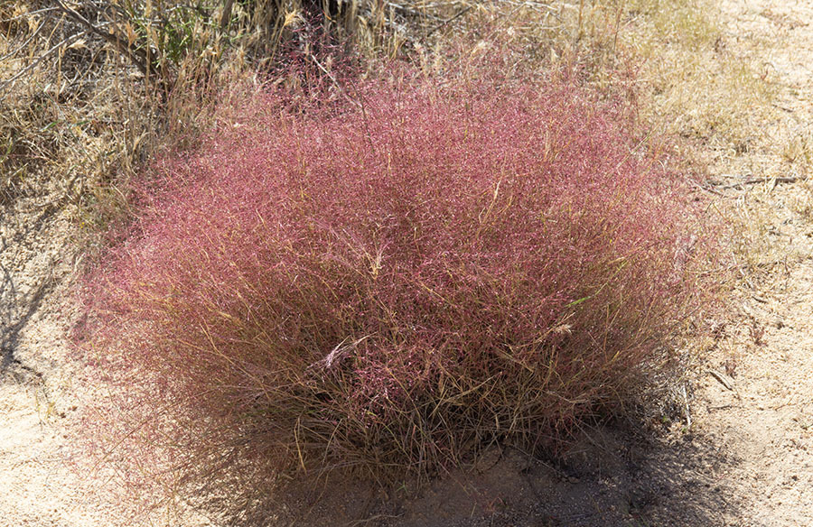 Bush Muhly from Barker Dam Nature Trail, Joshua Tree National Park ...