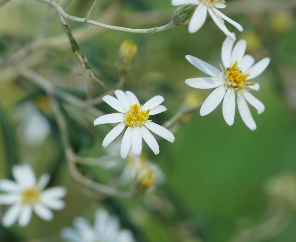 Asthma Bush from Lysterfield VIC 3156, Australia on September 29, 2023 ...