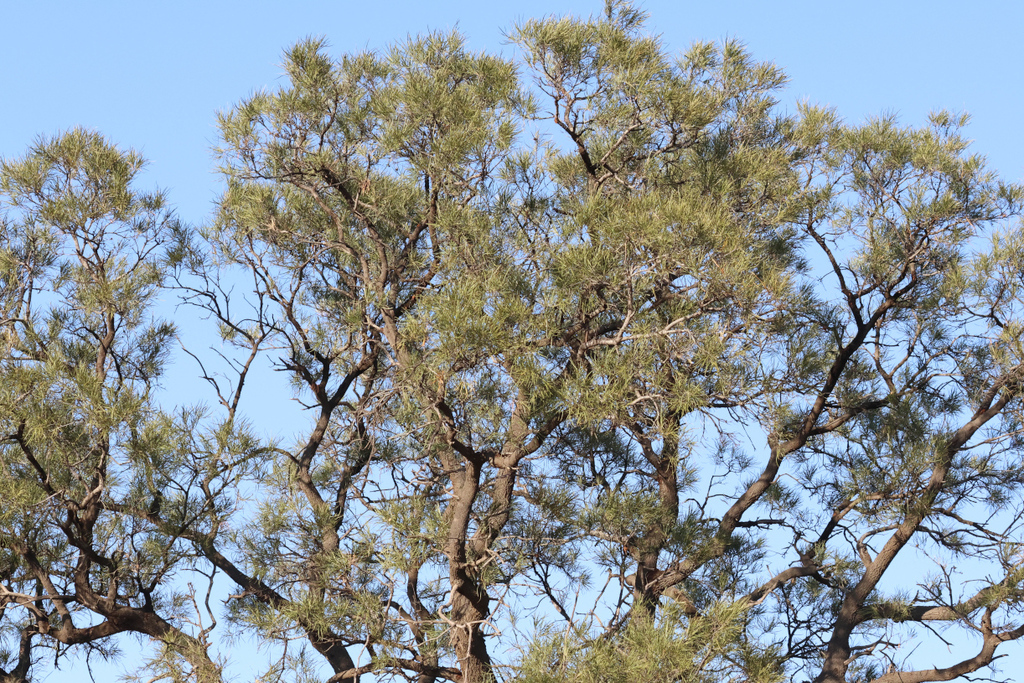 Acacias, Mimosas, mesquites, and allies from Bowra Wildlife Sanctuary ...