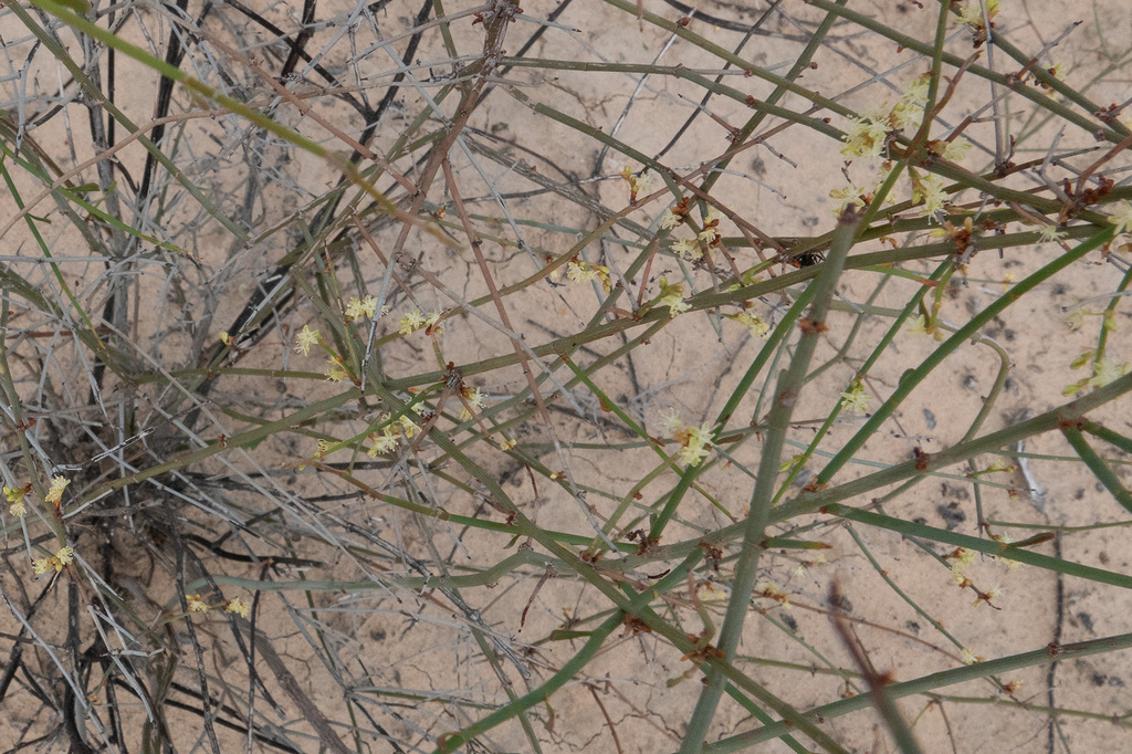 Tangled Lignum from Gidgealpa SA 5731, Australia on July 27, 2023 at 01 ...