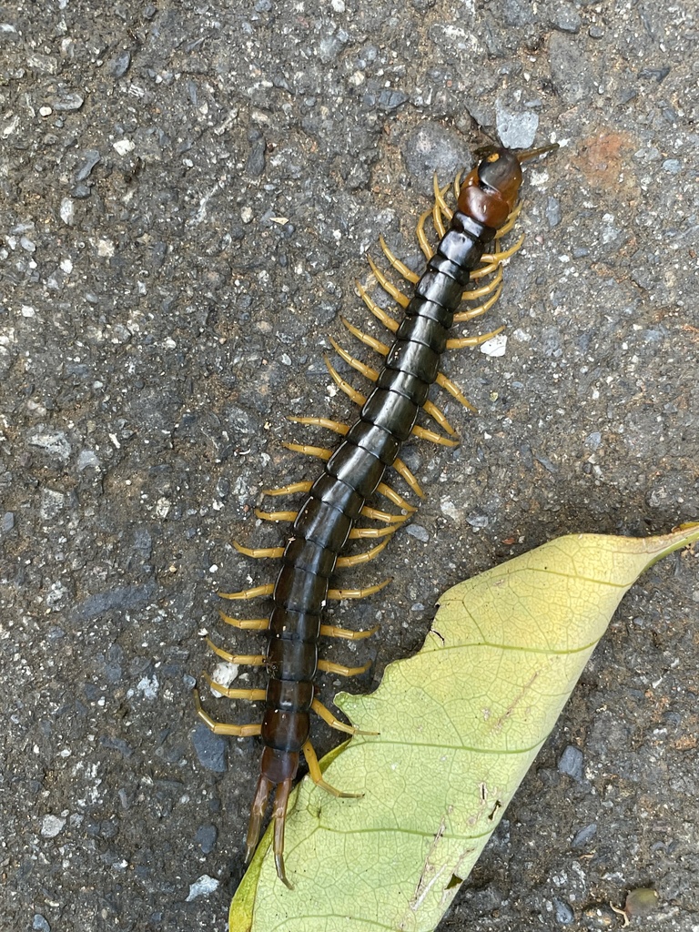 Chinese Red-headed Centipede from 陽明山國家公園, 北投區, TPE, TW on September 26 ...