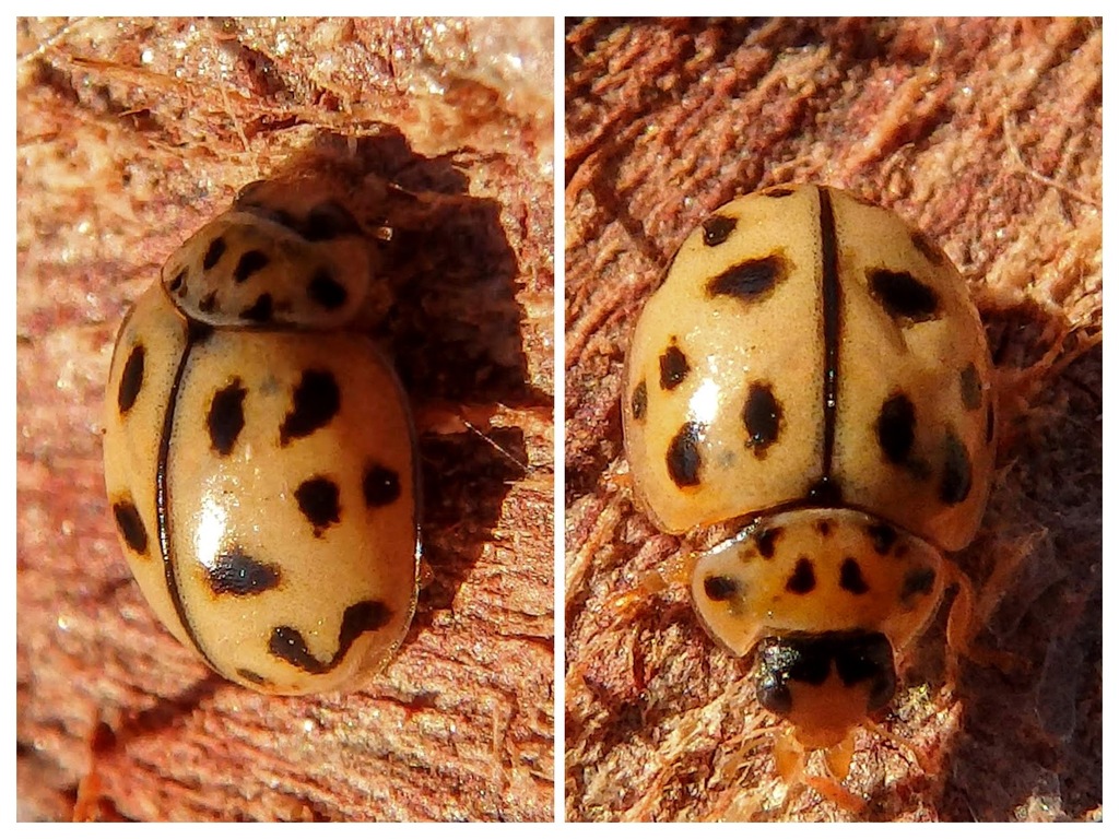 Black-spotted Lady Beetles from Leganés, Madrid, España on December 27 ...
