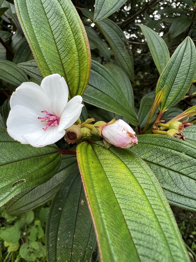 Malabar Melastome from Babeldaob, Palau, PW on September 30, 2023 at 11 ...