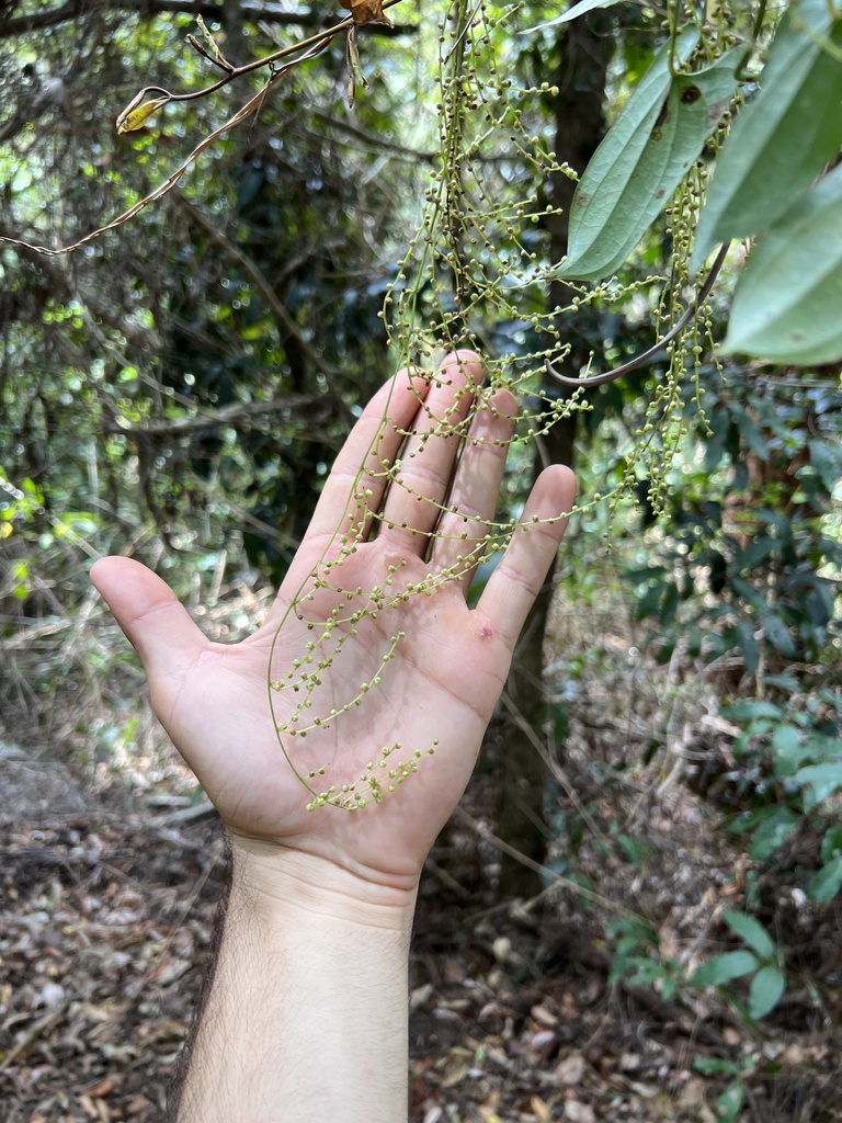 Common Yam Vine from D’Aguilar National Park, Mount Nebo, QLD, AU on October 3, 2023 at 12:29 PM ...