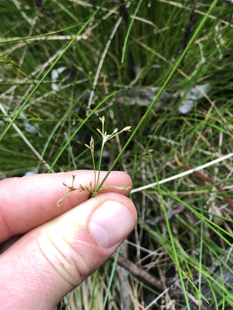 Loose-flowered Rush from Colac-Otway - South, AU-VI, AU on October 3 ...