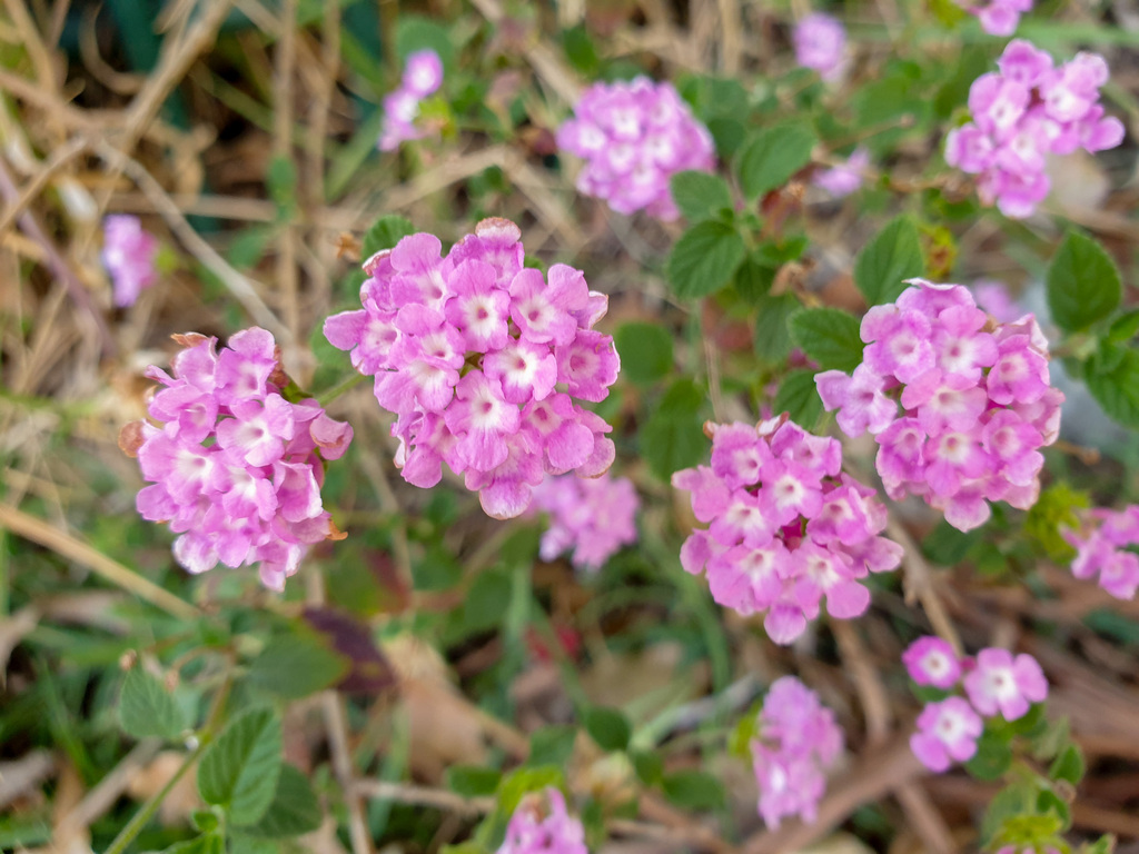 creeping lantana from Randwick, AU-NS, AU on September 14, 2023 at 08: ...